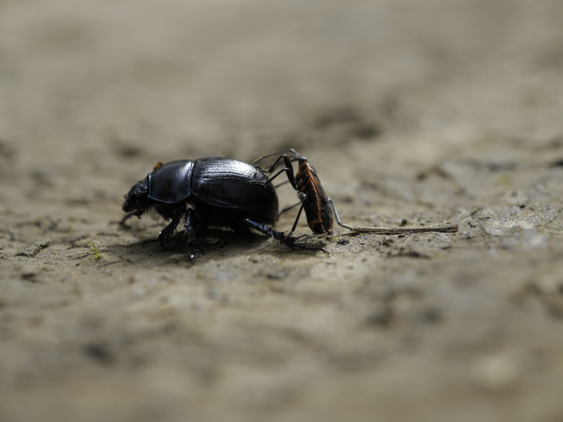 psac - project kronos