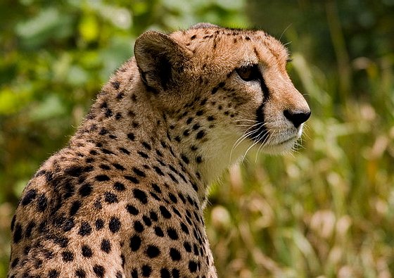 EMLŐS ÁLLATOK - WORLD OF ANIMALS - ÁLLATOK